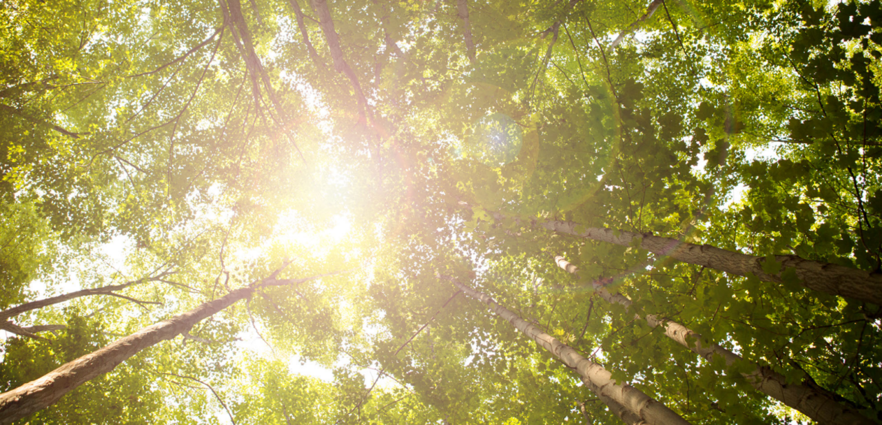 Cities in Action: Tapping into Critical Green Infrastructure - National ...