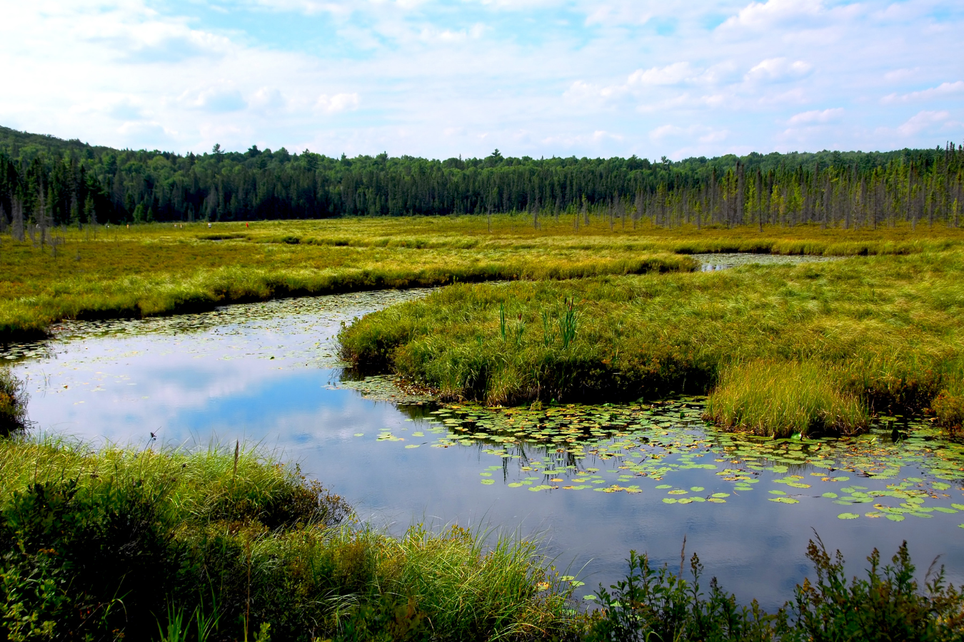 SCOTUS to Revisit Definition of Federal “Wetlands” - National League of ...